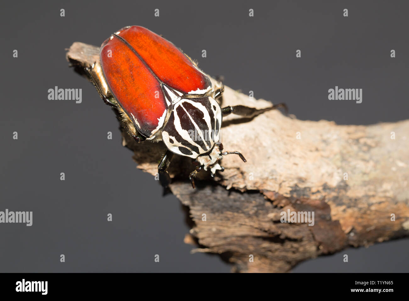 Goliath beetle goliathus goliatus hi-res stock photography and images ...