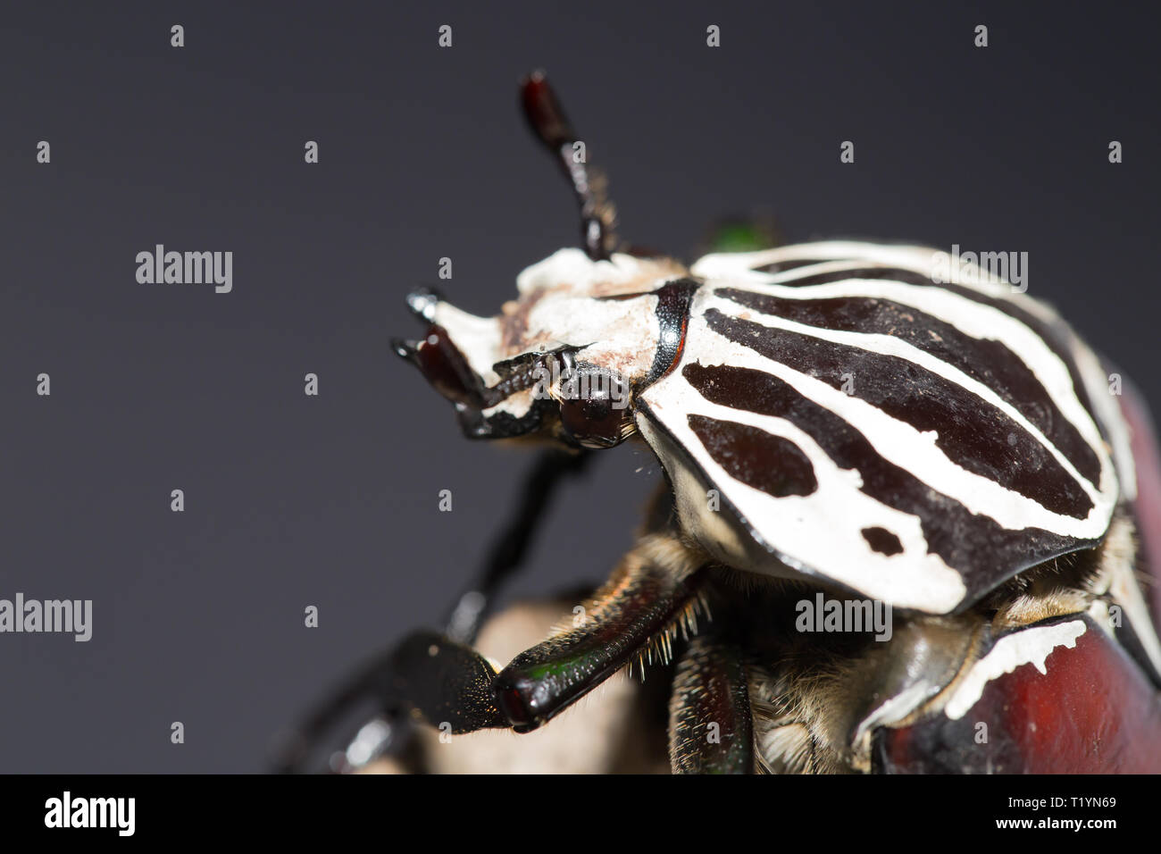 Goliath beetle hi-res stock photography and images - Alamy