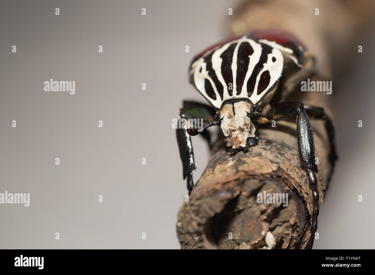 Goliath beetle hi-res stock photography and images - Alamy