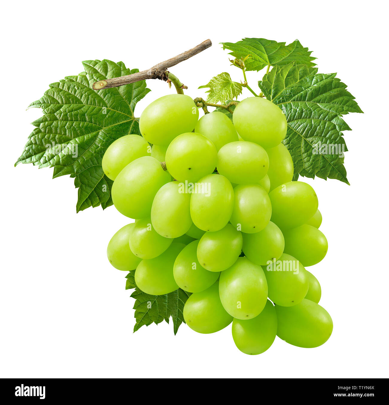 Bunch of grapes on a branch hi-res stock photography and images - Alamy