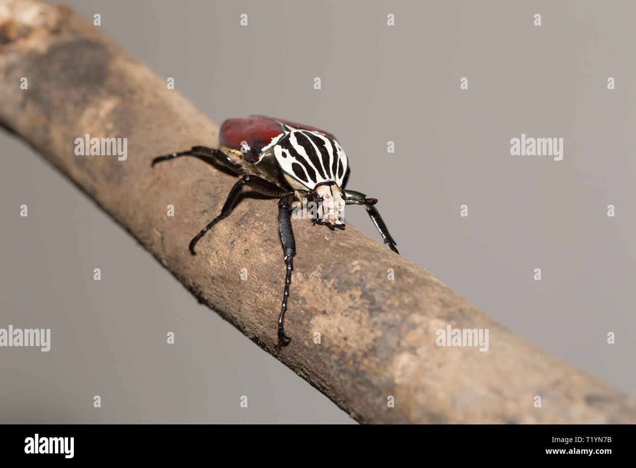 Goliath beetle hi-res stock photography and images - Alamy