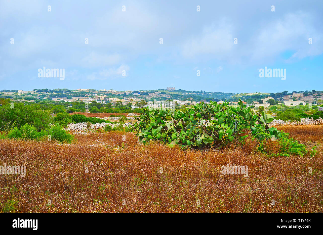 The vastness of Buskett Gardens with woodland, sclerophyllous garrigue ...