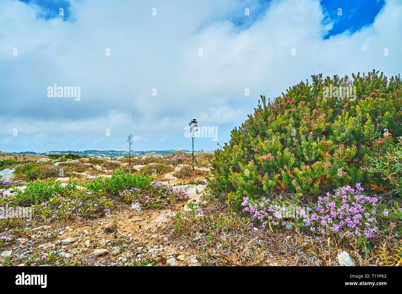 Sclerophyllous shrubland hi-res stock photography and images - Alamy