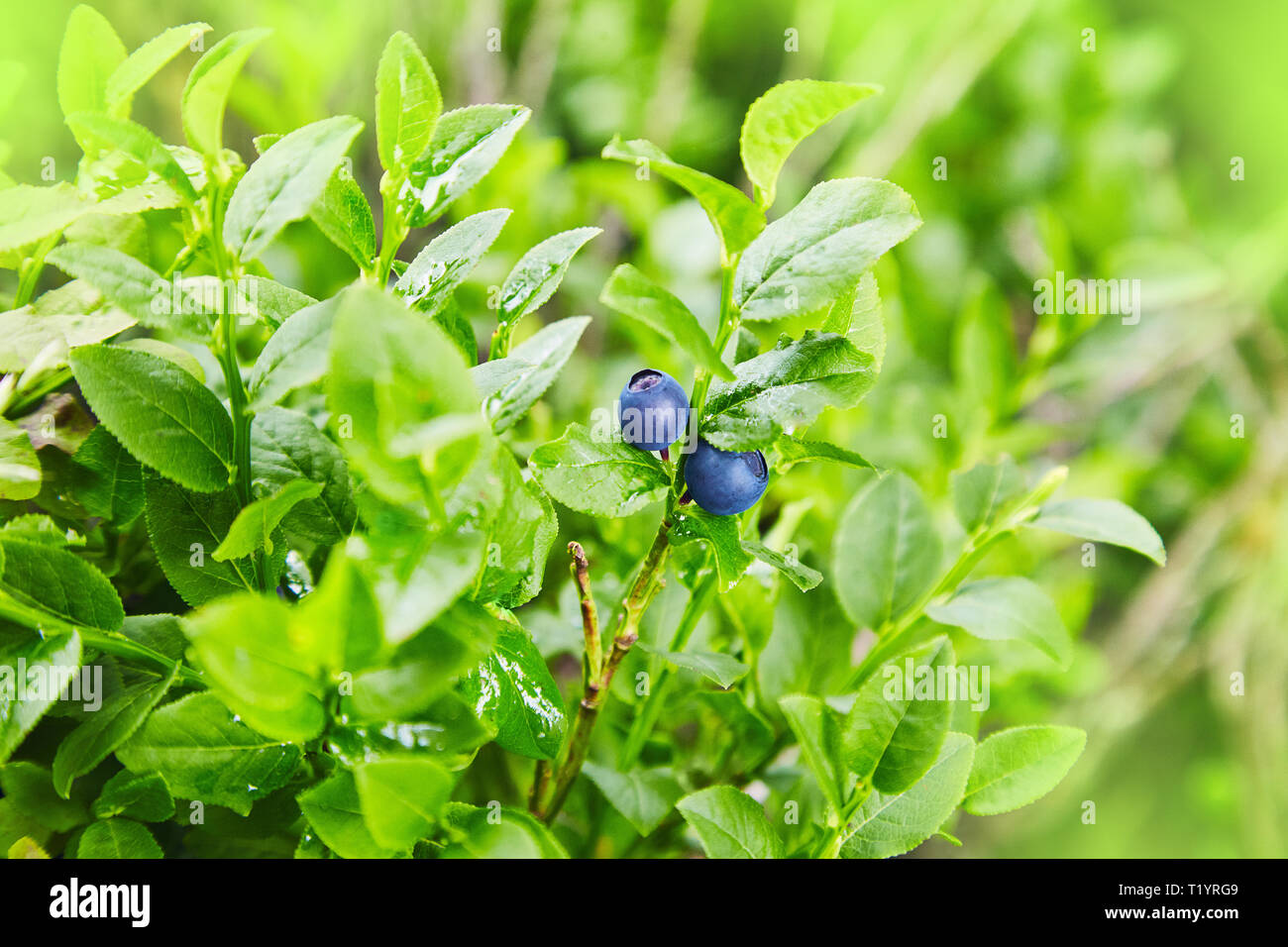 Shrub bilberries hi-res stock photography and images - Alamy