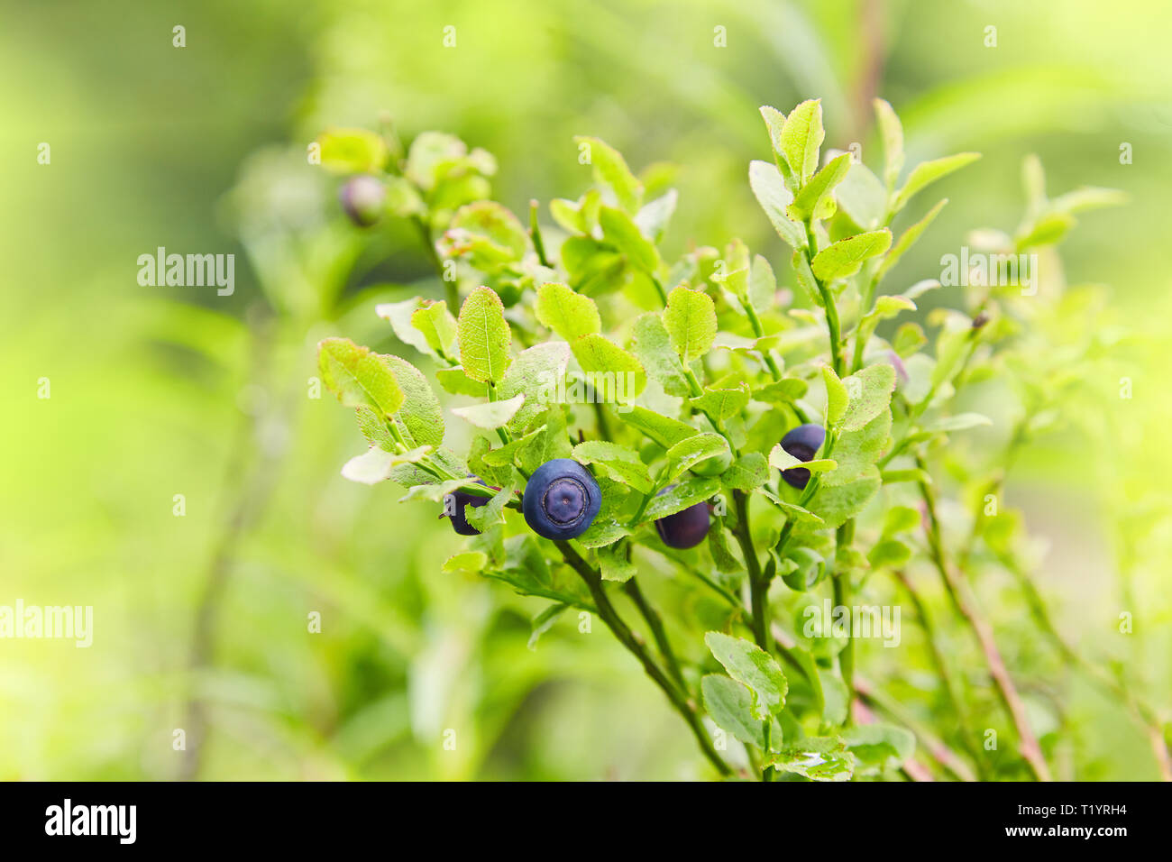Shrub bilberries hi-res stock photography and images - Alamy