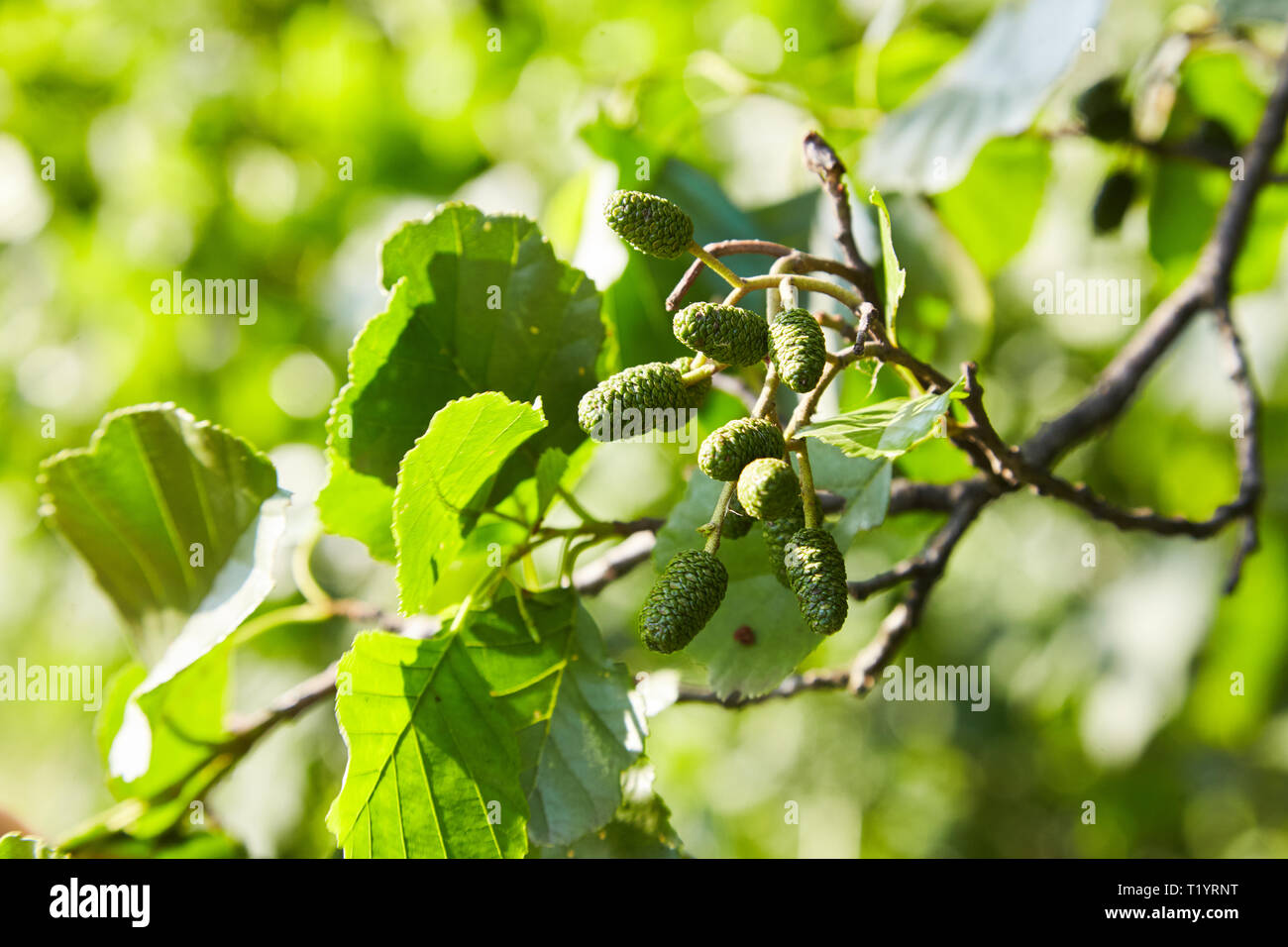 A branch of alder leaves and green cones. Branch of Alnus glutinosa ...