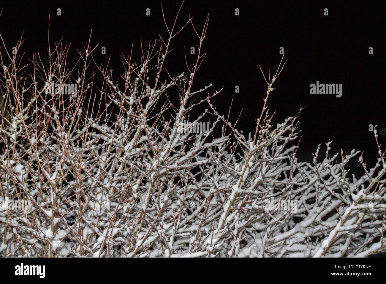 Wood bush hi-res stock photography and images - Alamy
