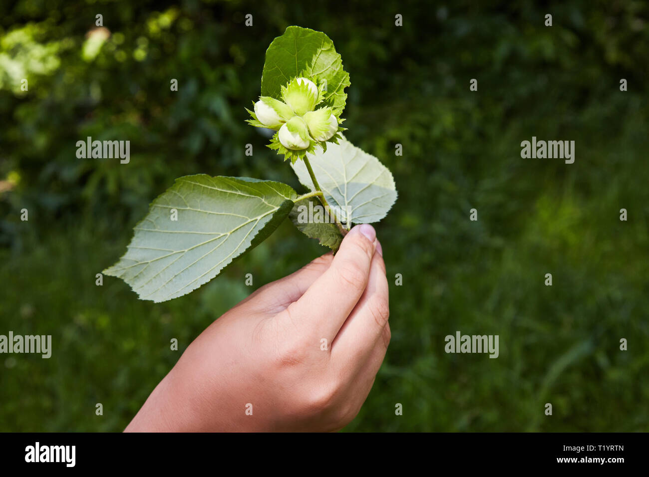 Human hand holding tree branch hi-res stock photography and images - Alamy