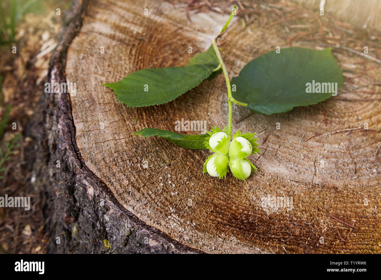 Hazel nut bush plant hi-res stock photography and images - Alamy