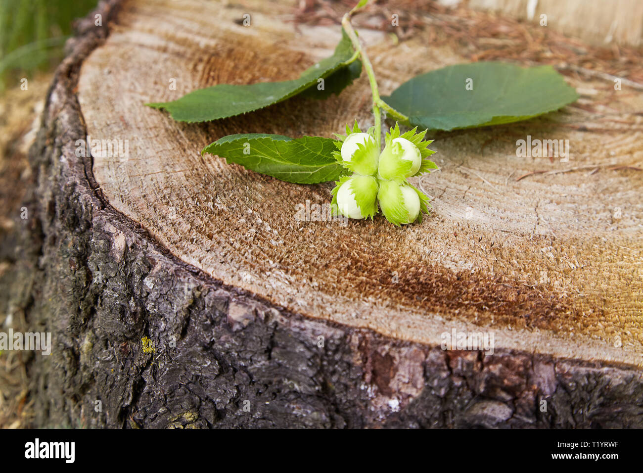 Branch of green unripe hazelnuts on the tree stump. Nuts of the filbert ...