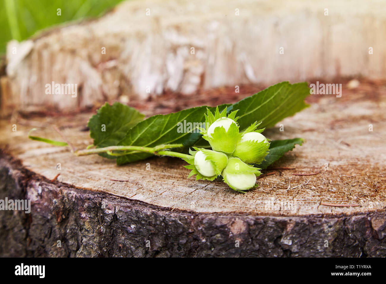 Branch of green unripe hazelnuts on the tree stump. Nuts of the filbert ...