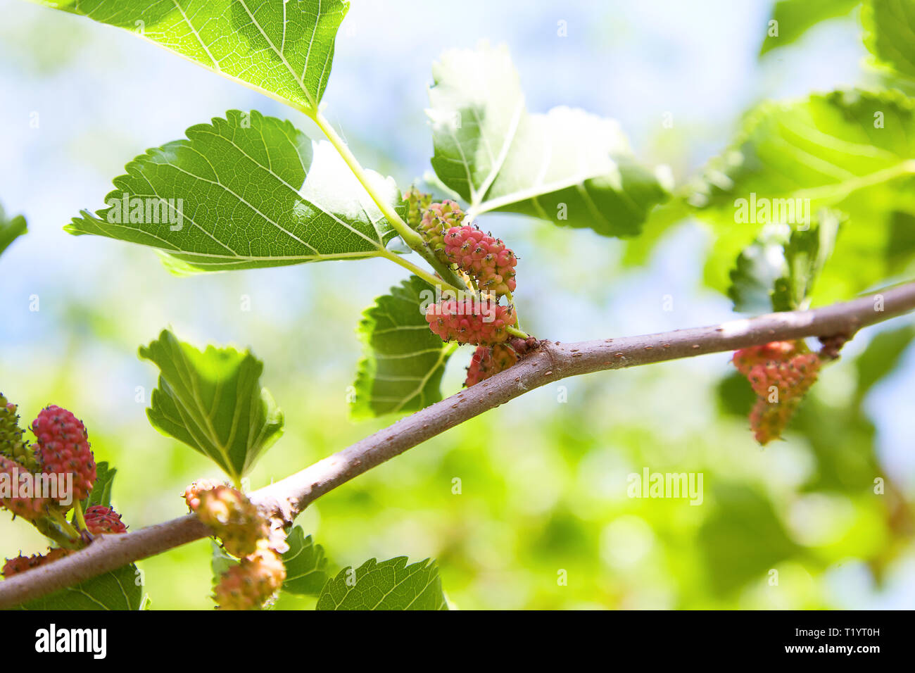 Purple mulberries hi-res stock photography and images - Alamy