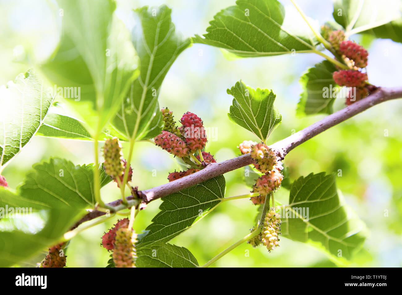 Mulberry fruits growing on tree hi-res stock photography and images - Alamy