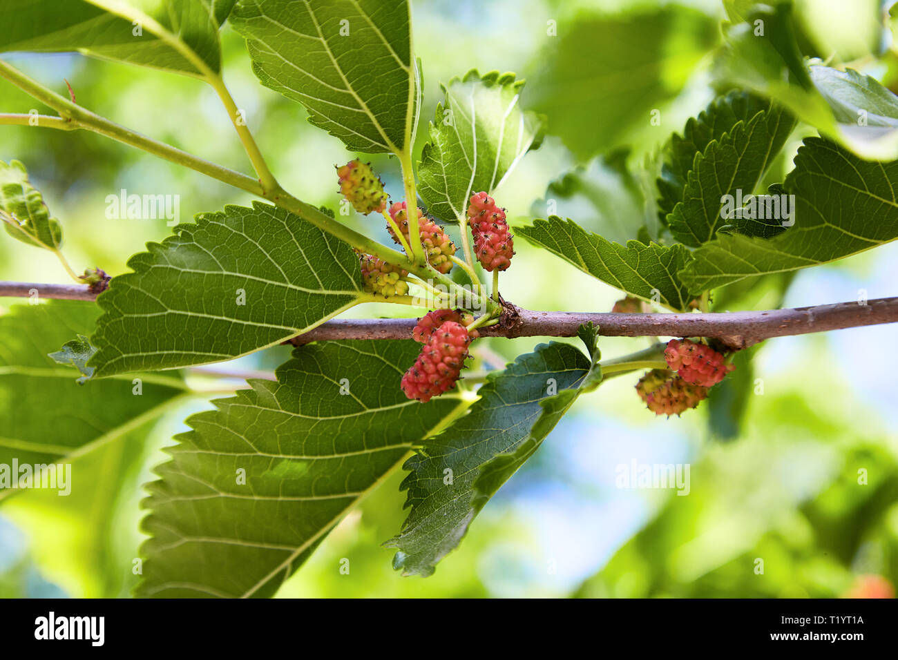 Unripe mulberry hi-res stock photography and images - Alamy