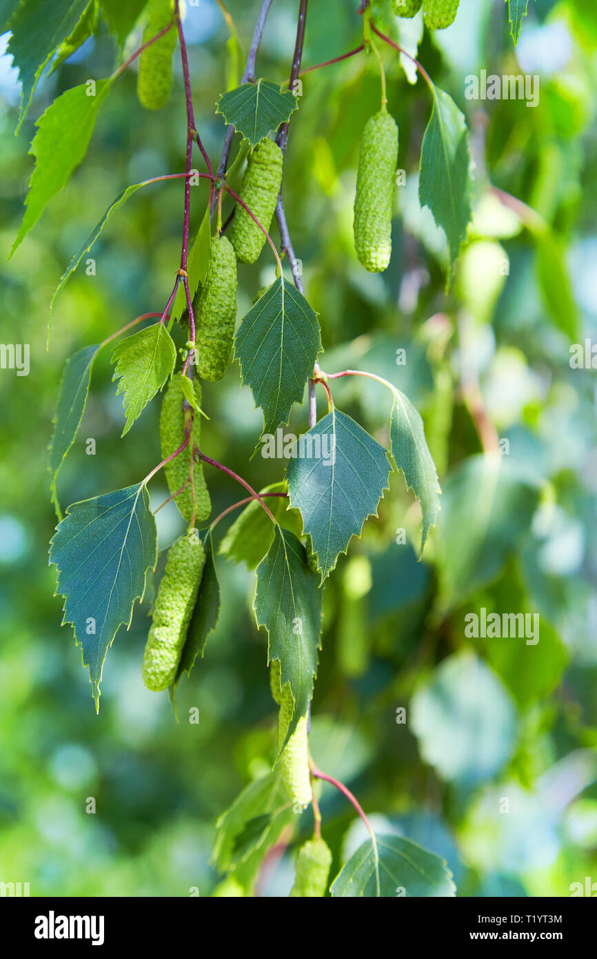branch of birch tree (Betula pendula, silver birch, warty birch ...