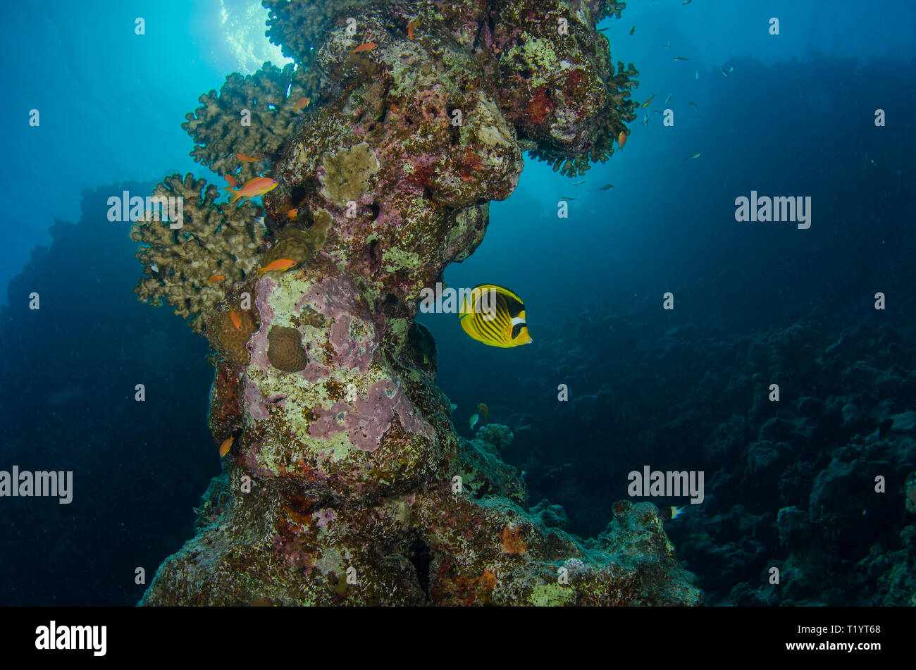 Striped butterflyfish, Chaetodon fasciatus, sheltering under coral ...