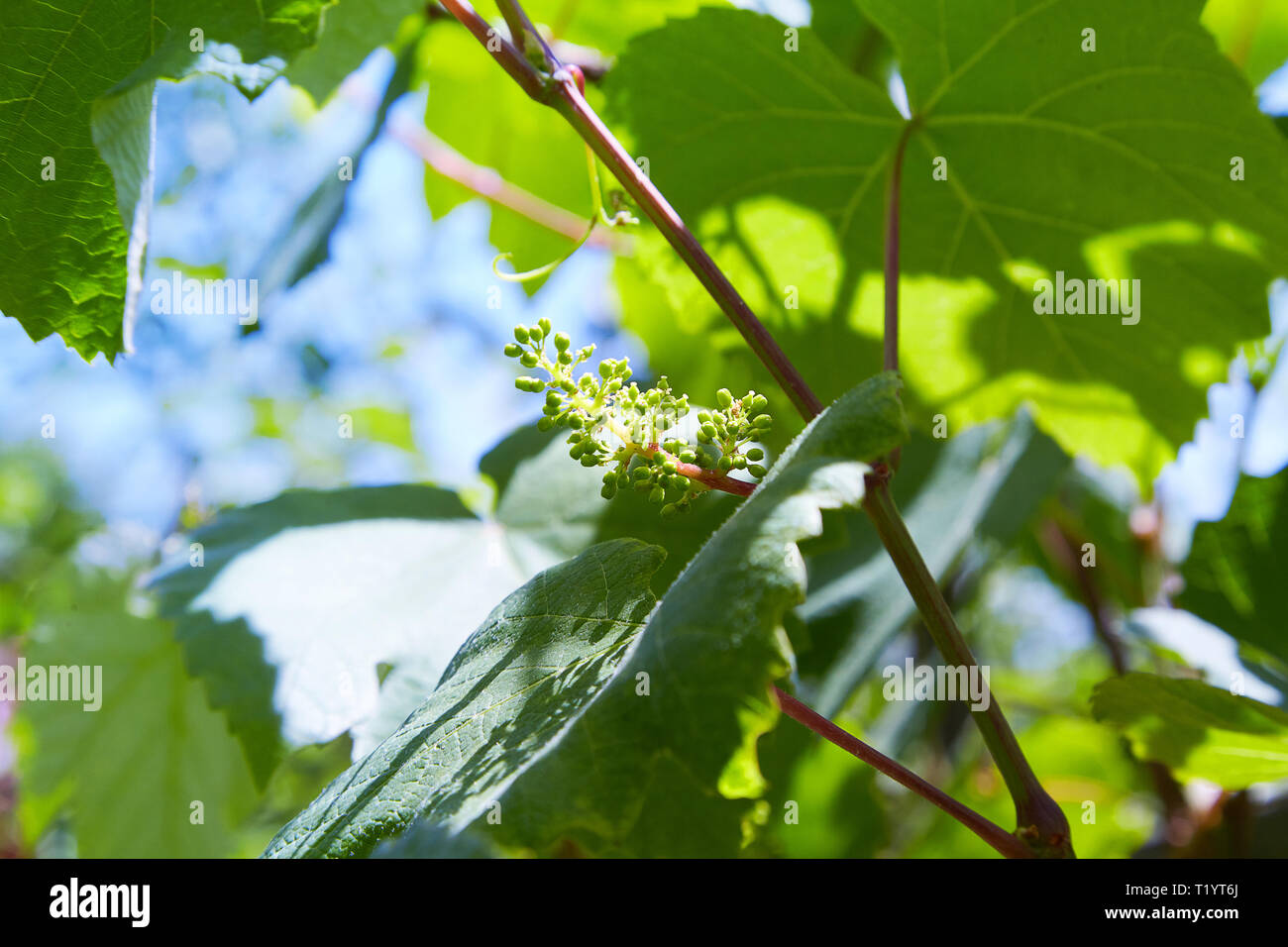 Initial development of grapes grape hi-res stock photography and images ...