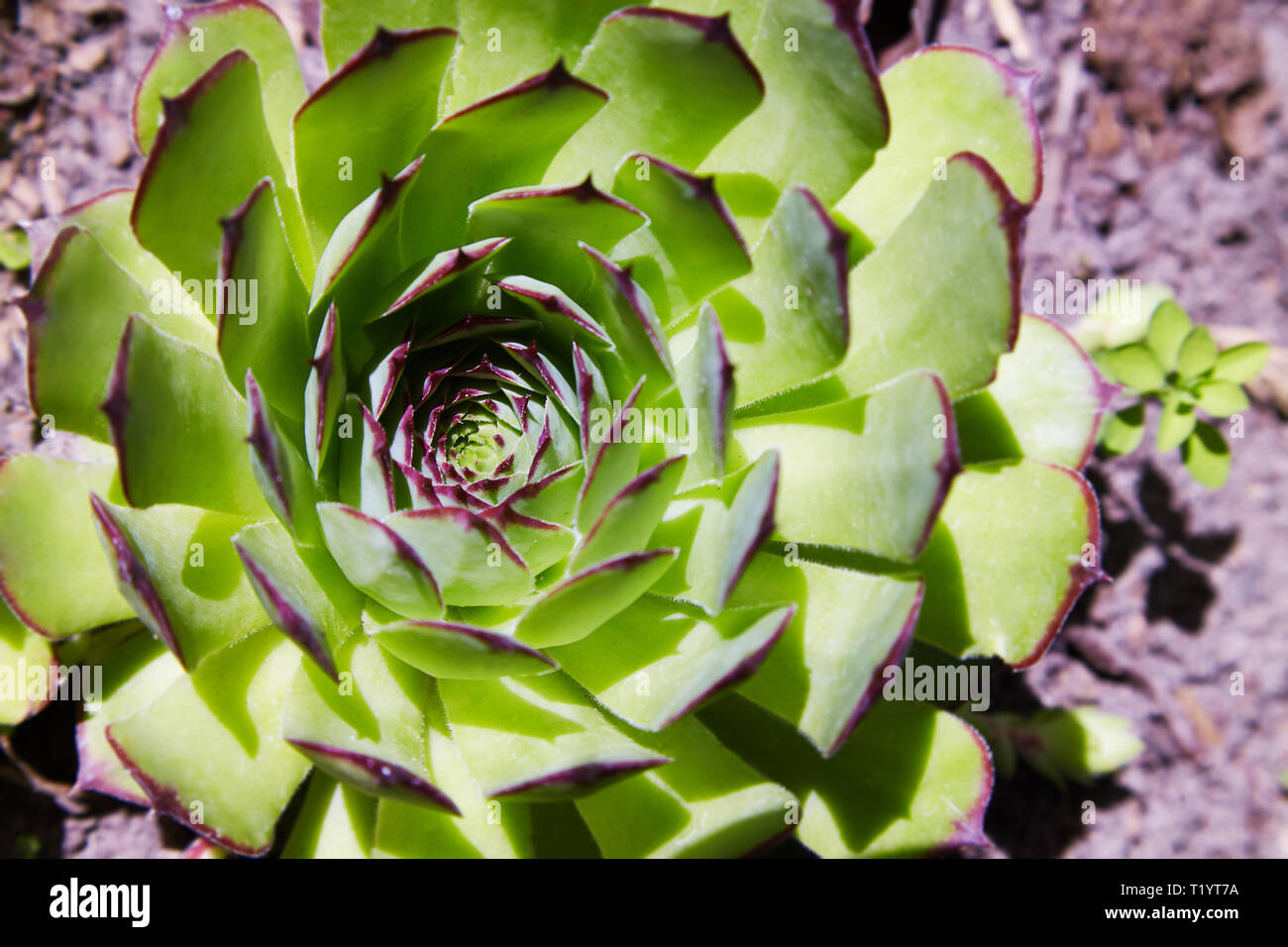 Sempervivum tectorum,Common Houseleek, - perennial plant. Sempervivum ...