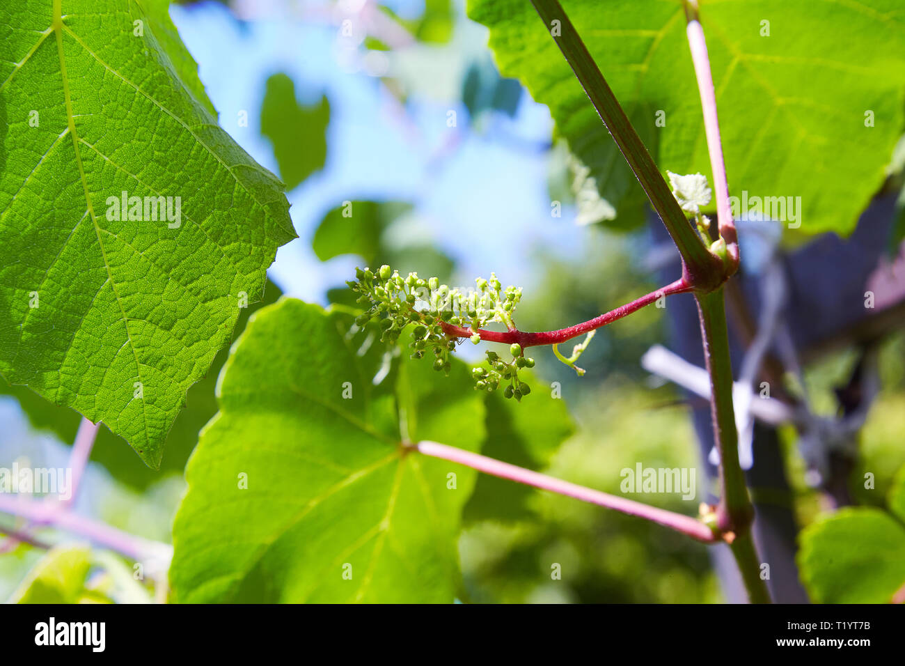 Blossoming Grapes. Closeup of view in beginning stage. Green flowers ...
