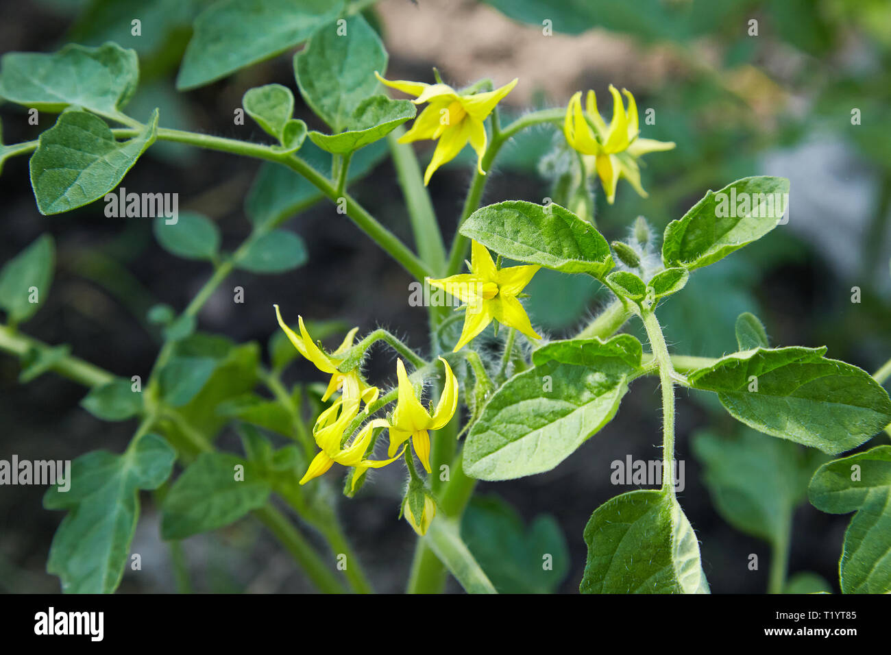 Tomato flowers on the stem in the greenhouse. Flowering tomato Stock ...