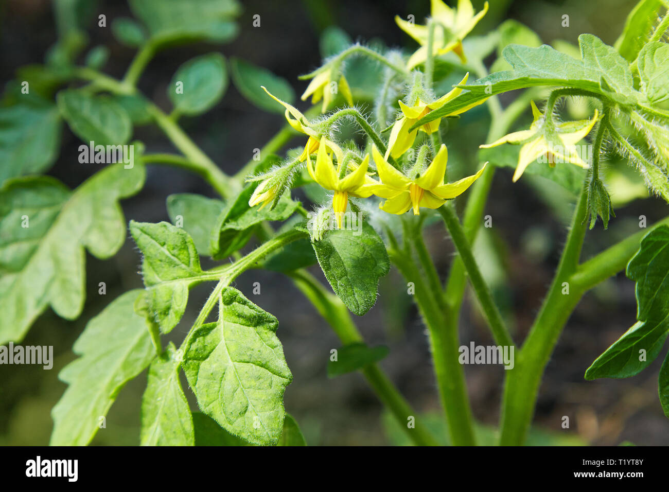 Tomato flowers on the stem in the greenhouse. Flowering tomato Stock ...