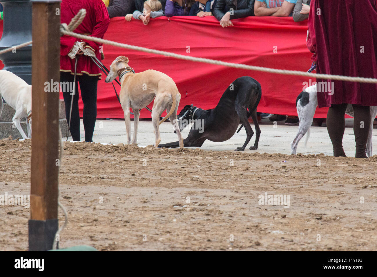 Greyhound stretching hi-res stock photography and images - Alamy