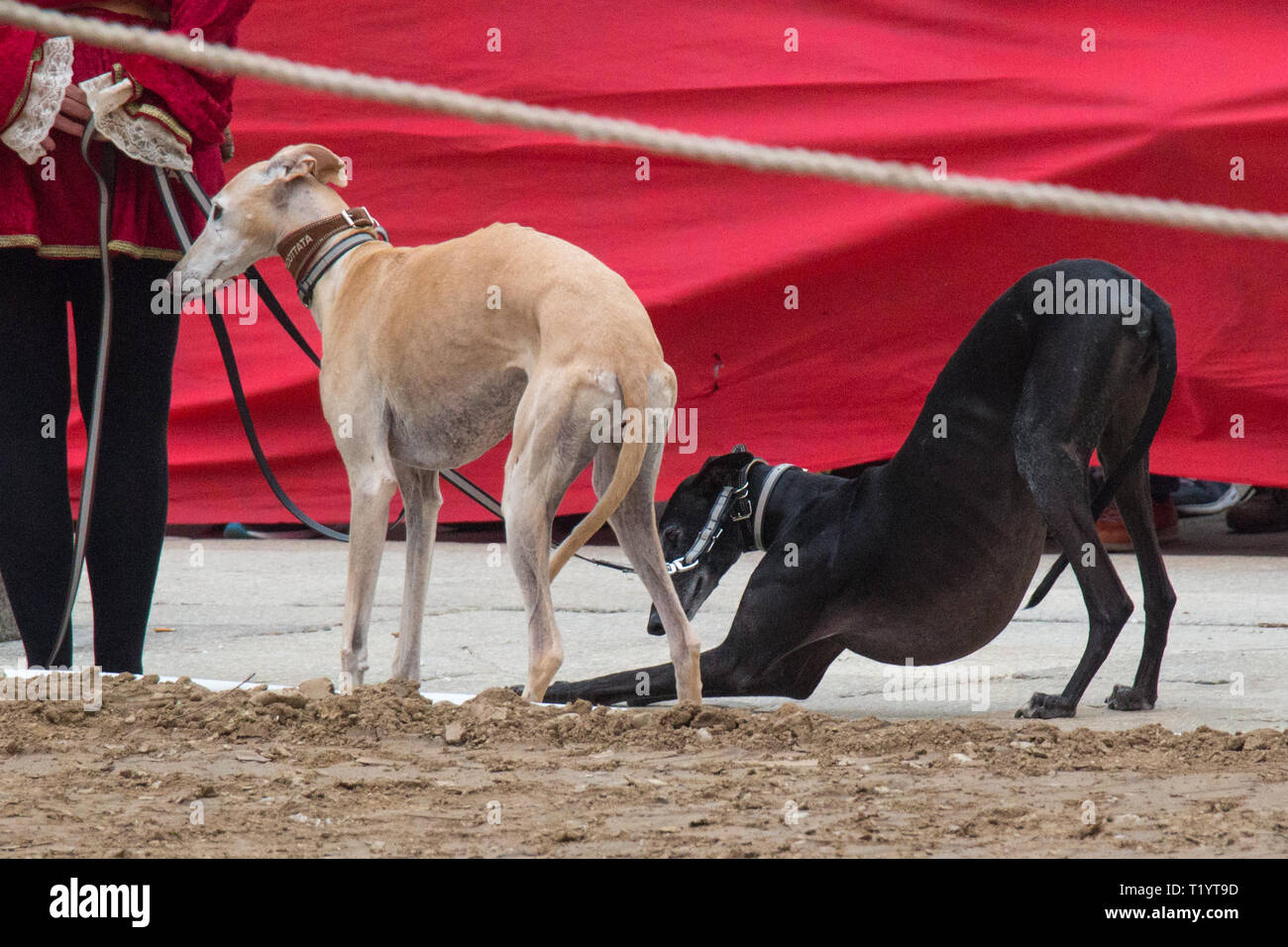 Italian greyhounds hi-res stock photography and images - Alamy