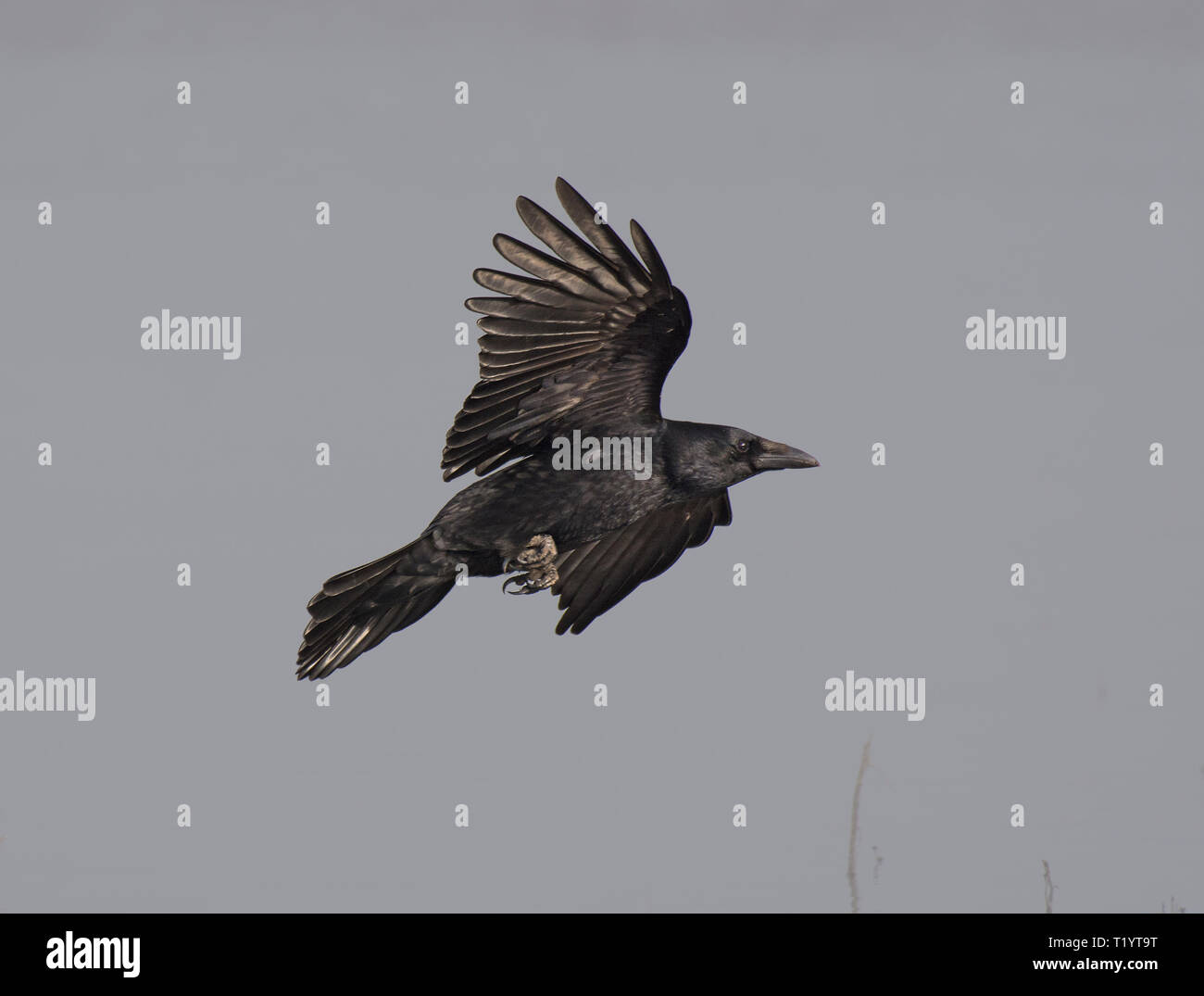 Plain grey sky hi-res stock photography and images - Alamy