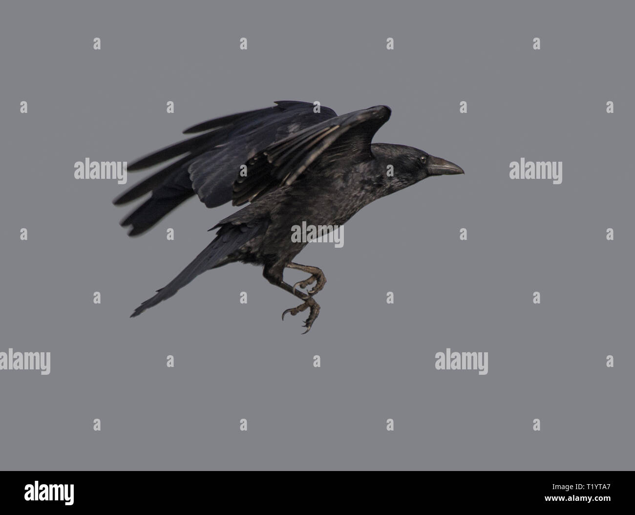 Carrion Crow, Corvus Corone, in flight against plain grey sky ...