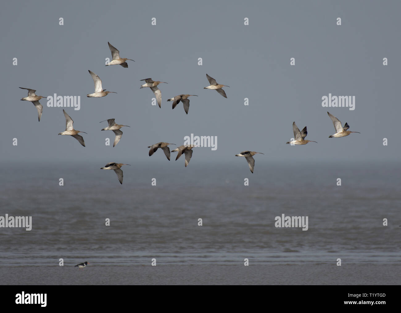 Curlew numenius in low hi-res stock photography and images - Alamy