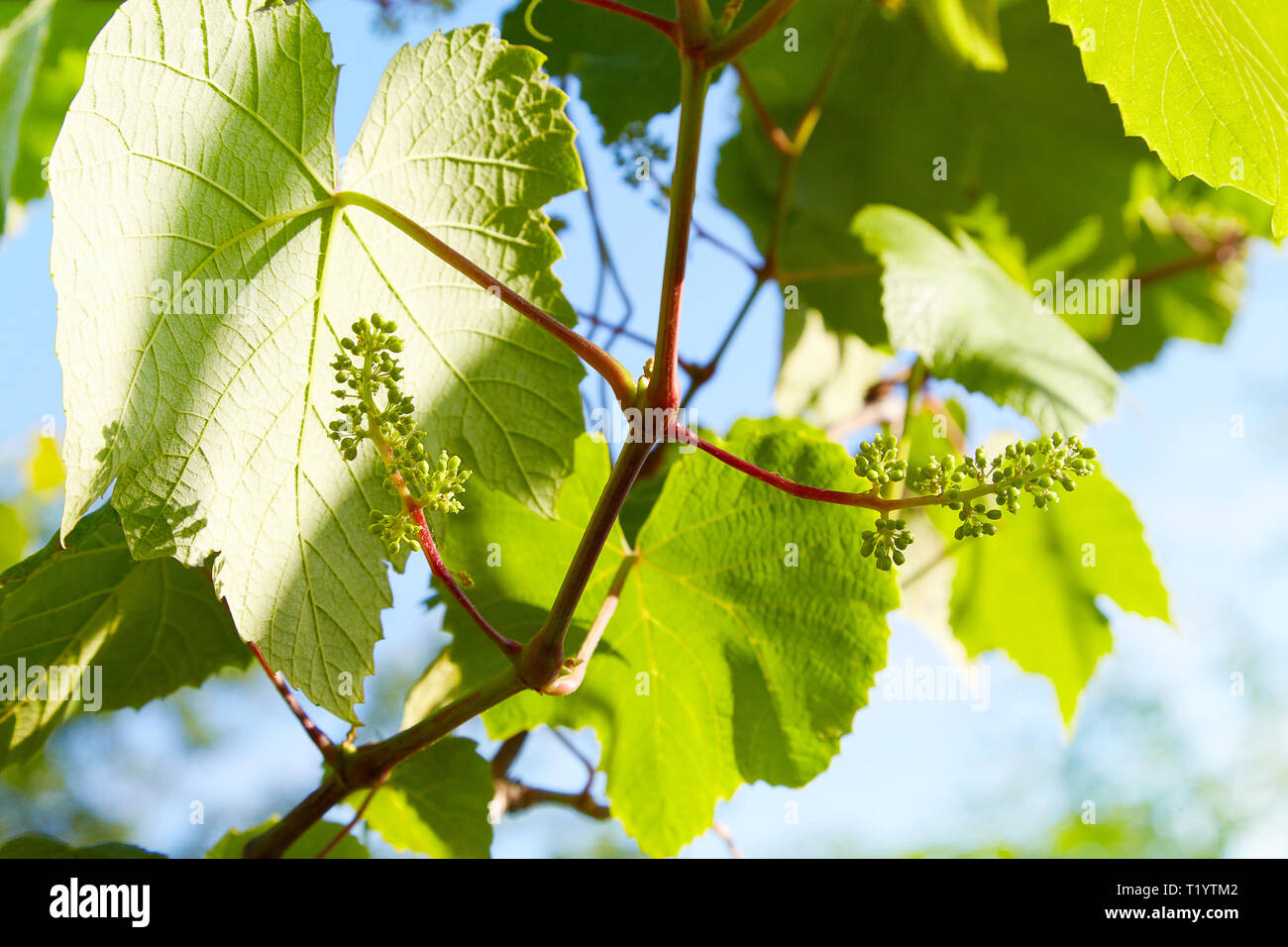 Blossoming Grapes. Closeup of view in beginning stage. Green flowers ...