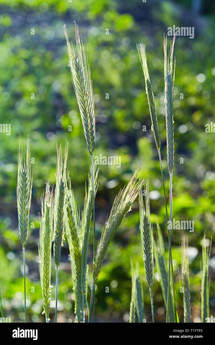 Ryes of spike growing in the garden. Rye field, summer background. Crop ...
