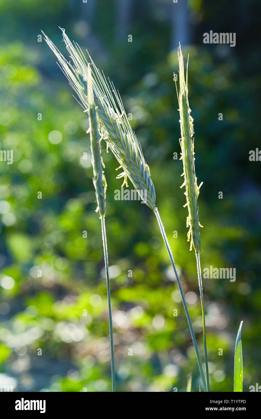 Ryes of spike growing in the garden. Rye field, summer background. Crop ...