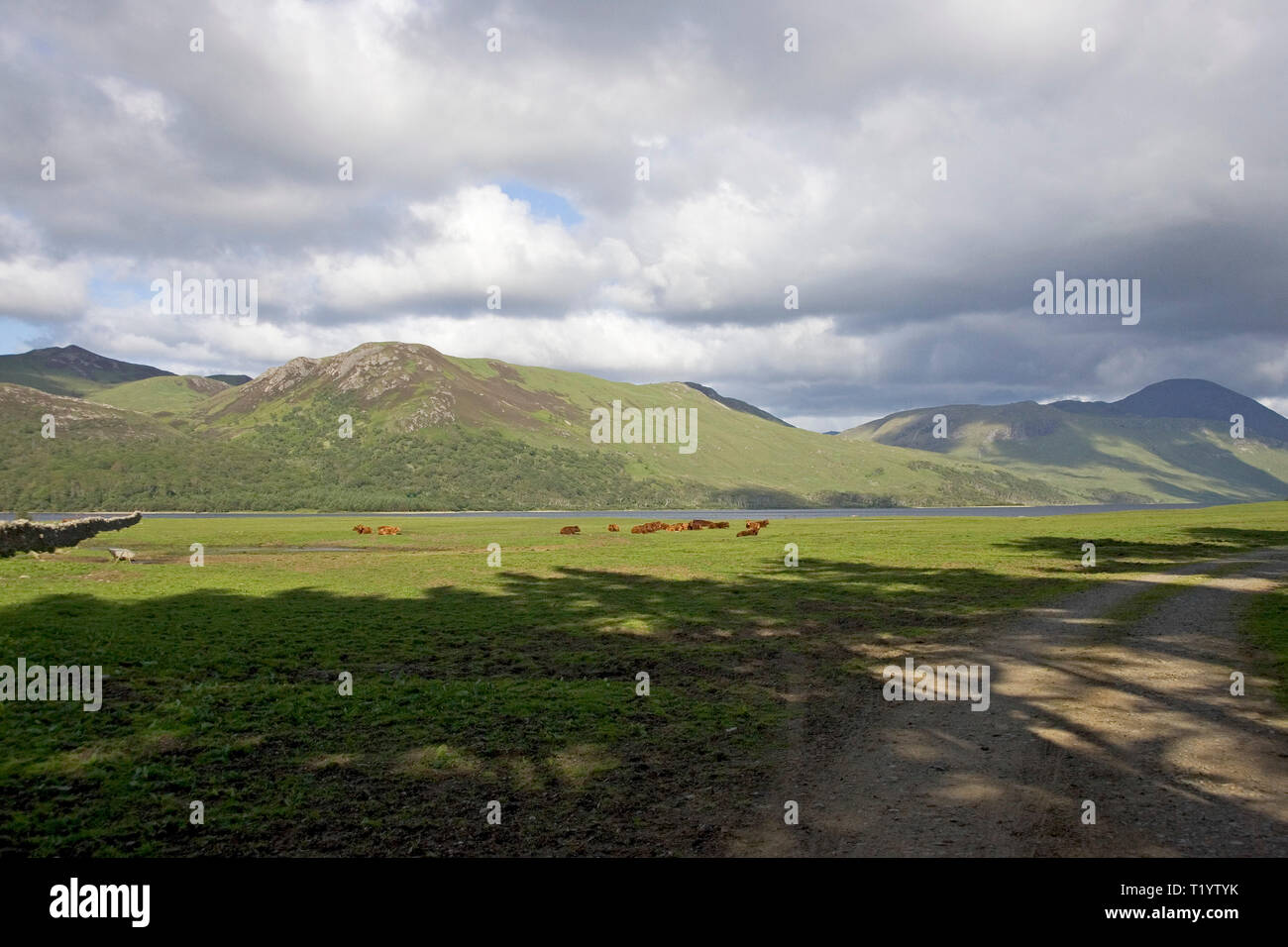 Cattle and dry stone wall beside Loch Ba island of Mull Scotland Stock ...