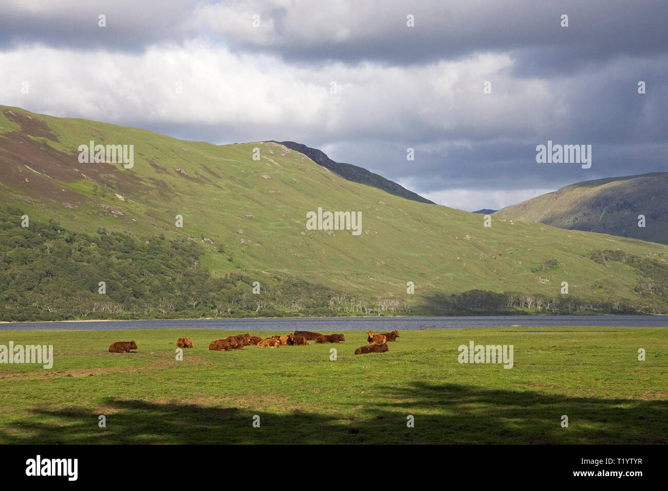 Cattle beside Loch Ba island of Mull Scotland Stock Photo - Alamy