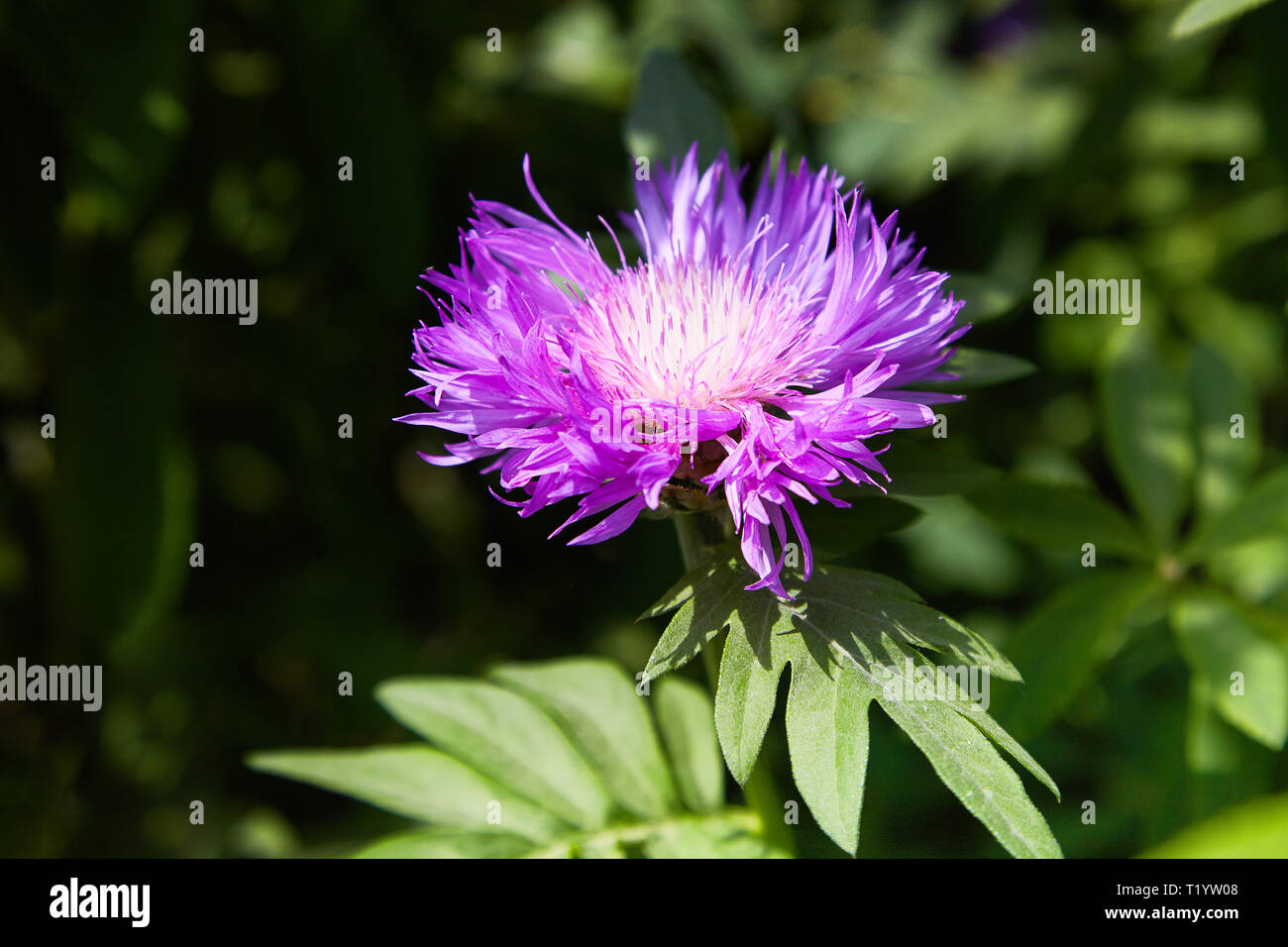 purple pink Stokes Aster Stokesia laevis flower in bloom in early ...