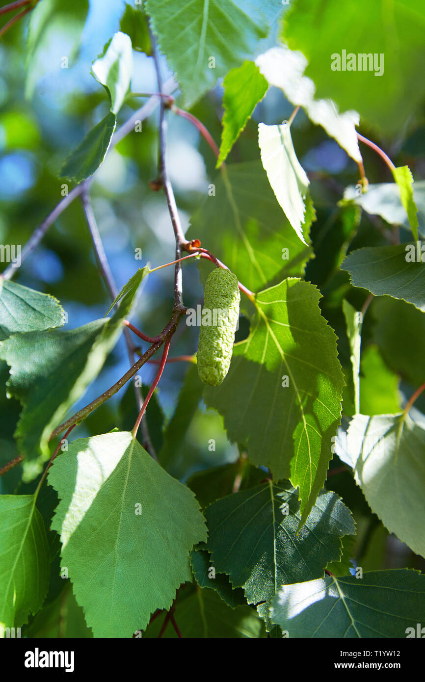 Hornbeam birch hi-res stock photography and images - Alamy