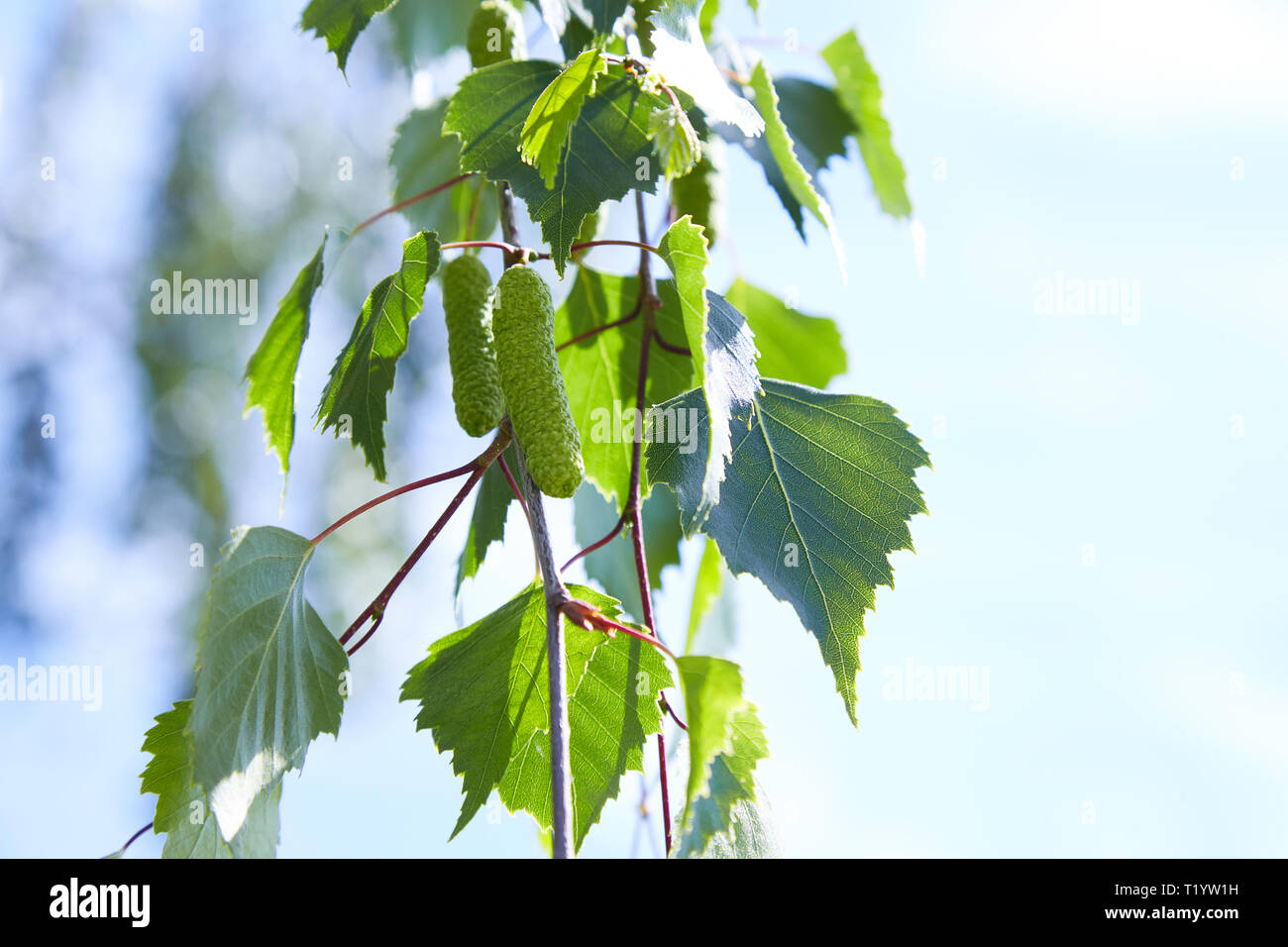 branch of birch tree (Betula pendula, silver birch, warty birch ...