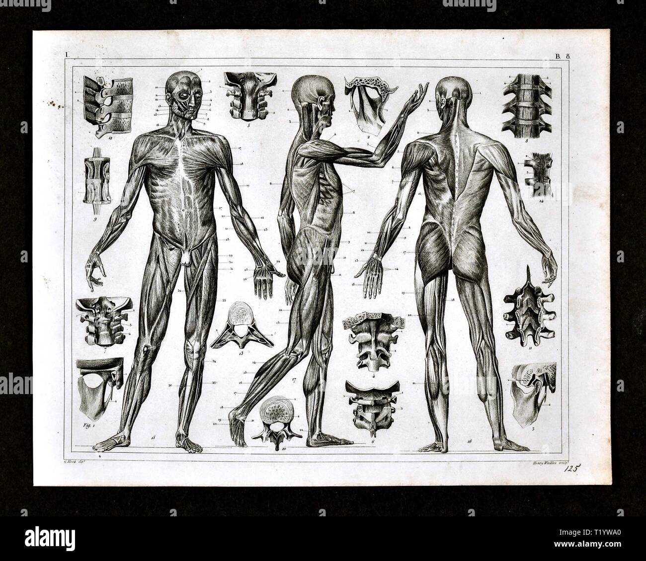 Cadaver dissection hi-res stock photography and images - Alamy