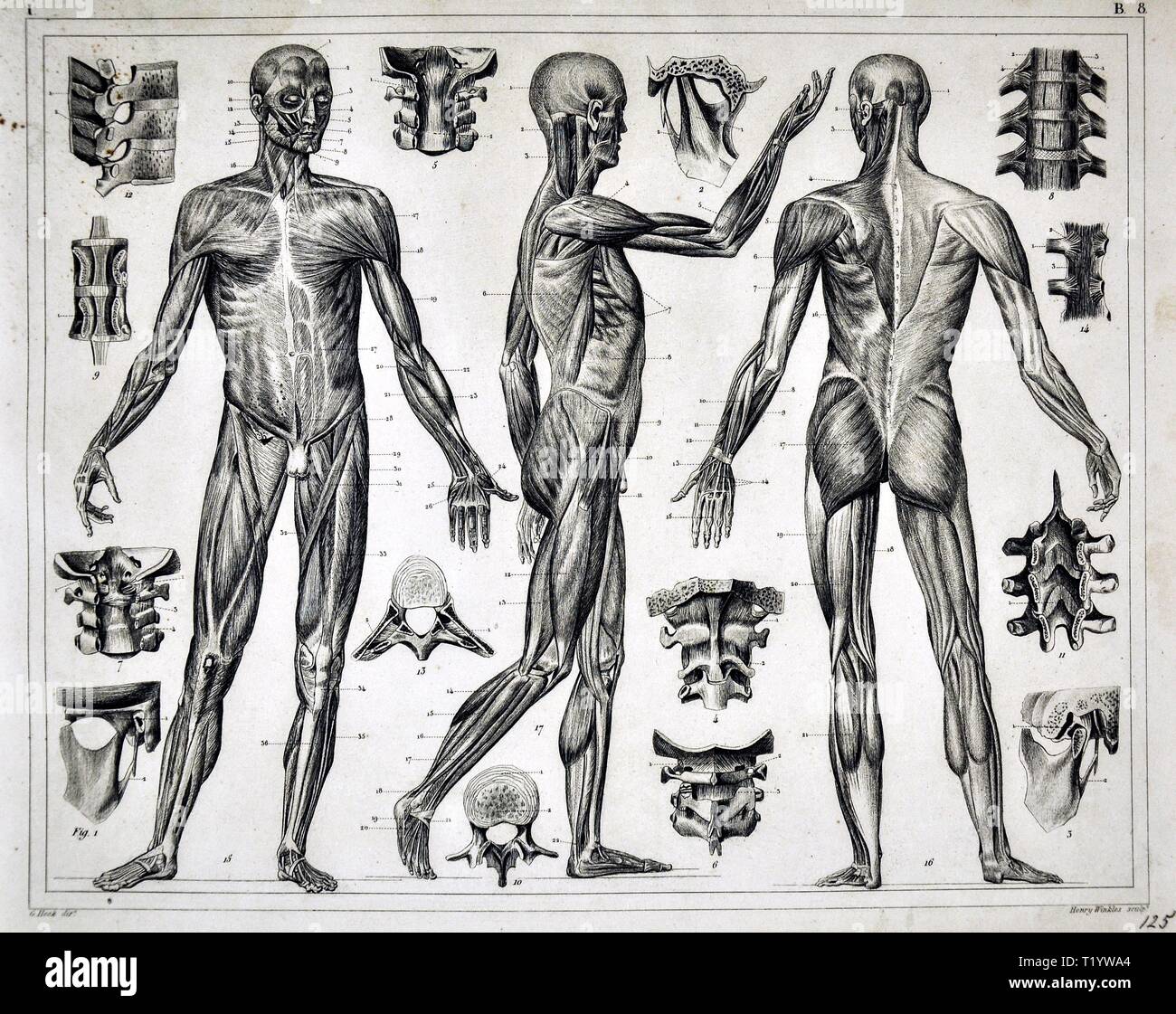 Cadaver dissection illustration hi-res stock photography and images - Alamy