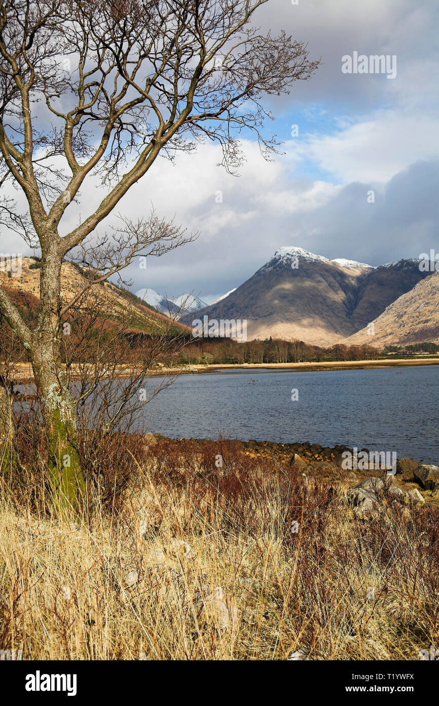 Downy Birch tree beside Loch Etive, Highland Region, Scotland Stock ...