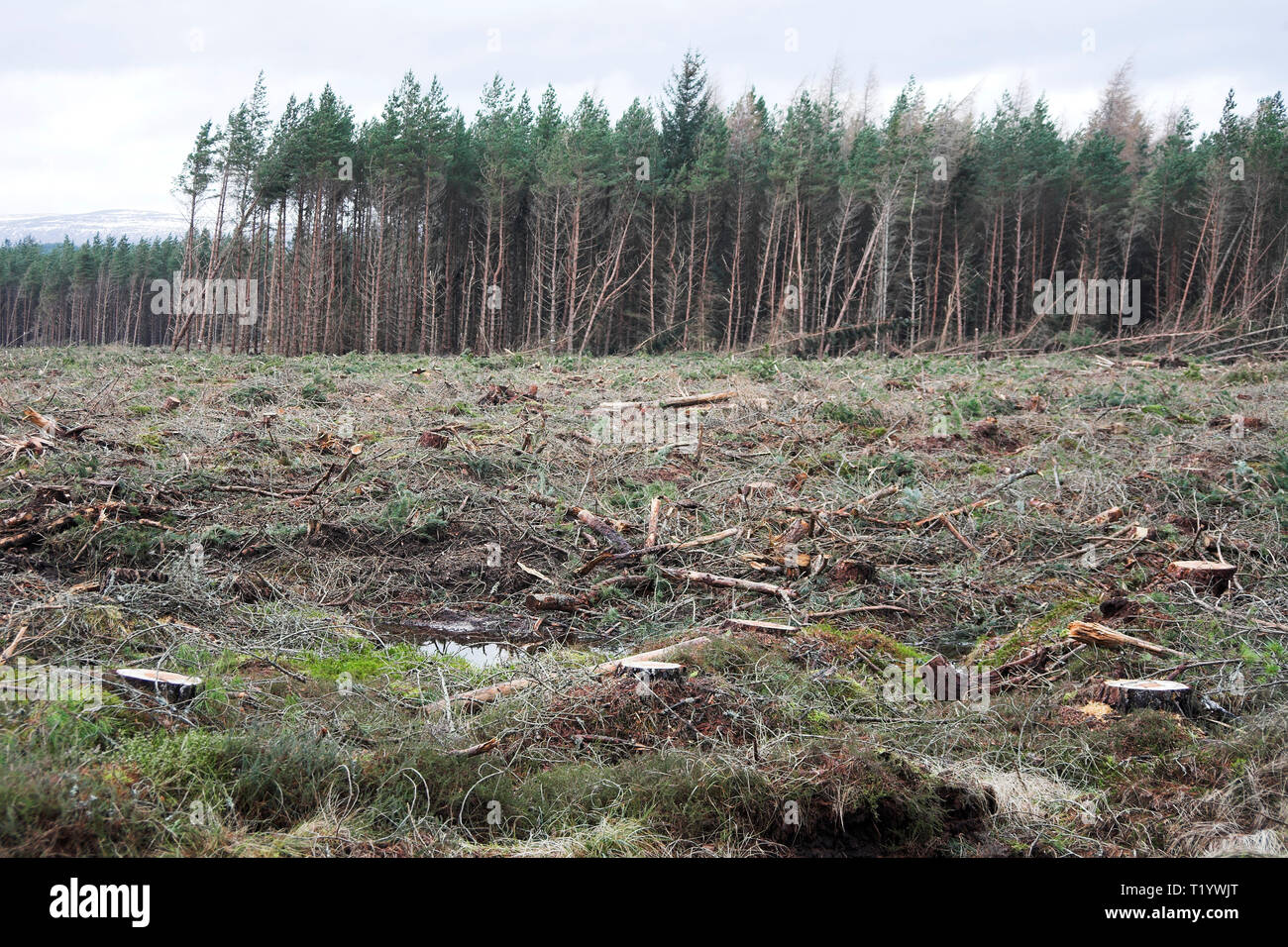 Forest clear felling in Glen Feshie Cairngorms National Park Highland ...