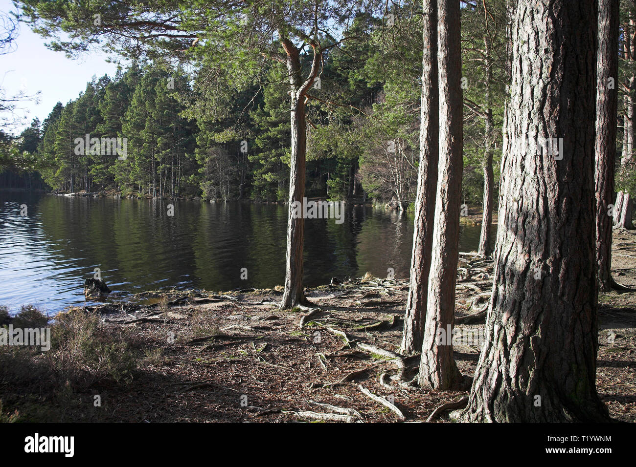 Ancient Caledonian pine forest Loch Garten RSPB Reserve Cairngorms ...