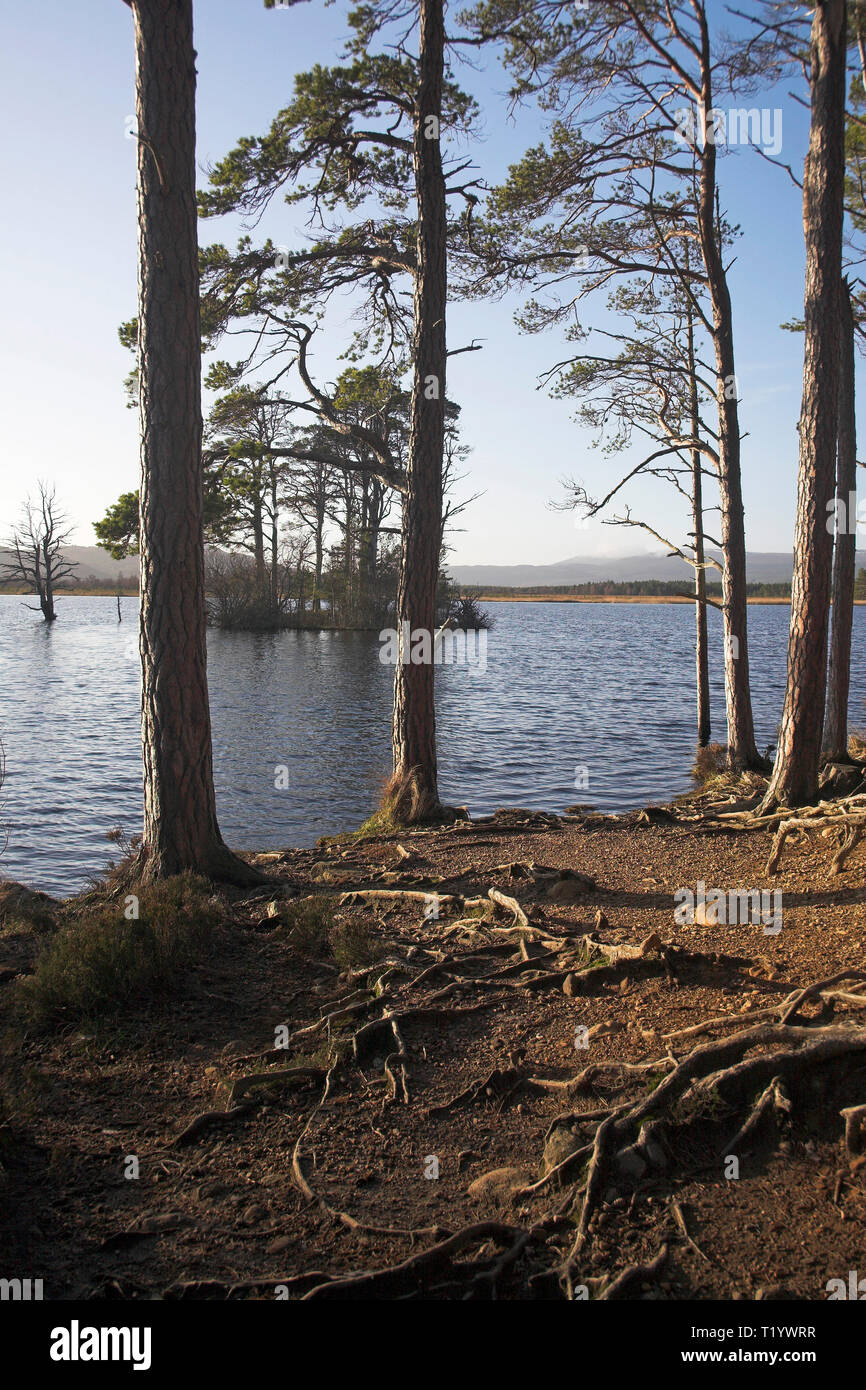 Loch Mallachie on the Loch Garten RSPB Reserve Abernethy Forest ...