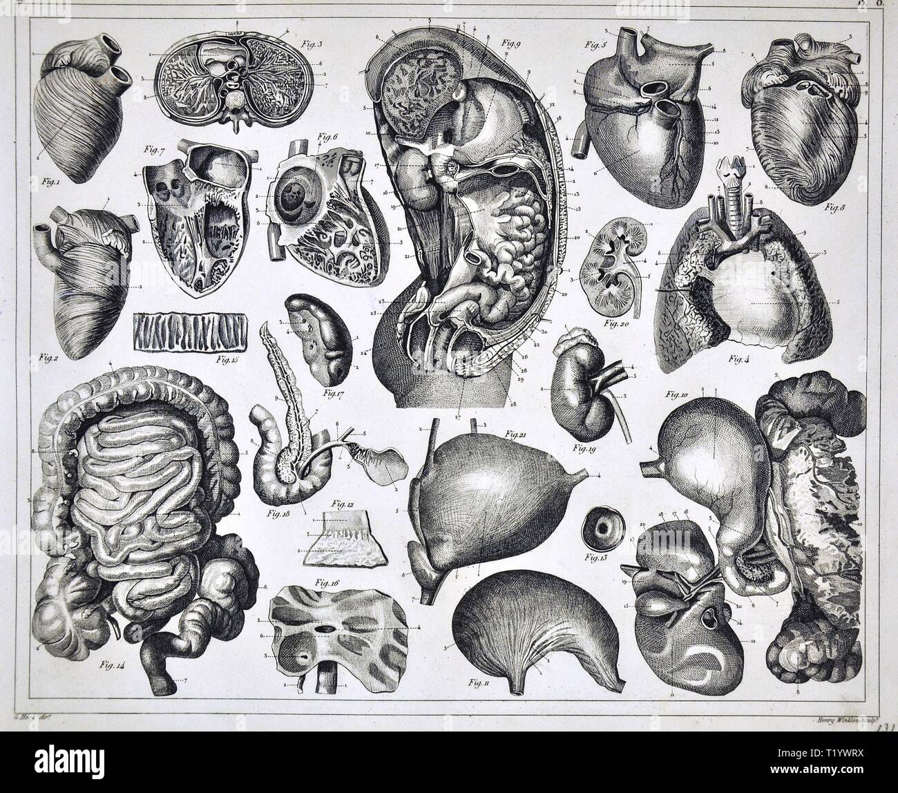 1849 Medical Illustration of Human Anatomy Showing the Heart, Intestine ...