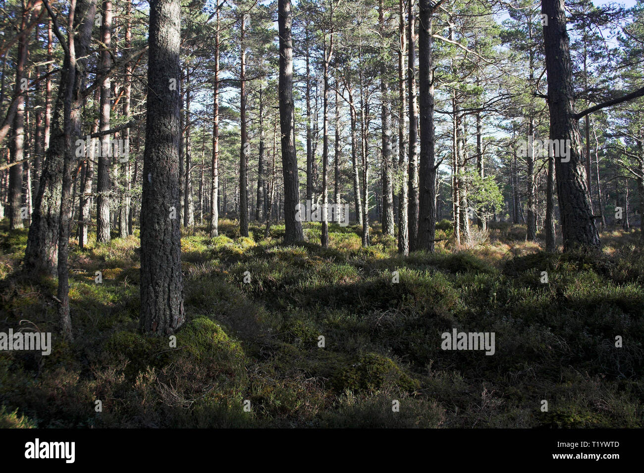 Scots pine trees in Garten Woods on Loch Garten RSPB Reserve Cairngorms ...