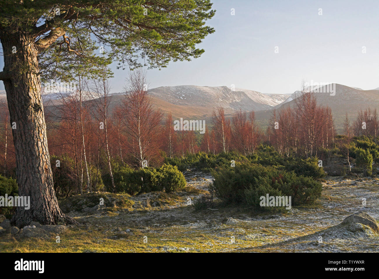 Scots pine and silver birch trees looking towards the Cairngorms near ...
