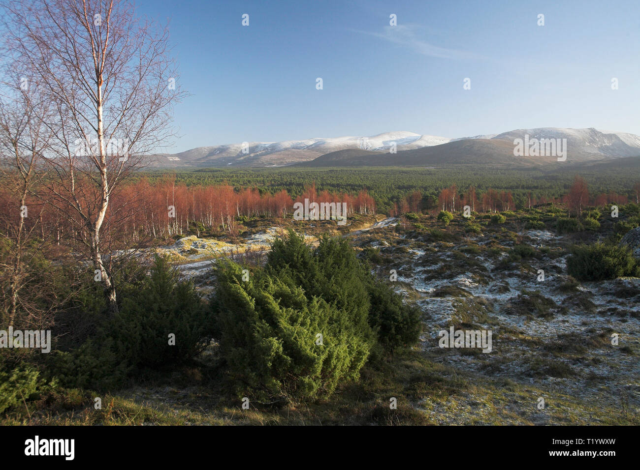 Juniper tree scotland hi-res stock photography and images - Alamy