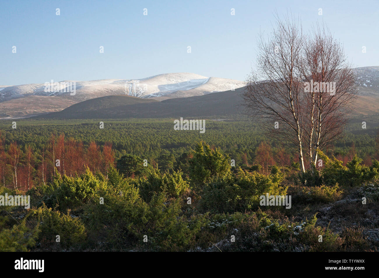 Scots pine and silver birch trees looking towards the Cairngorms near ...