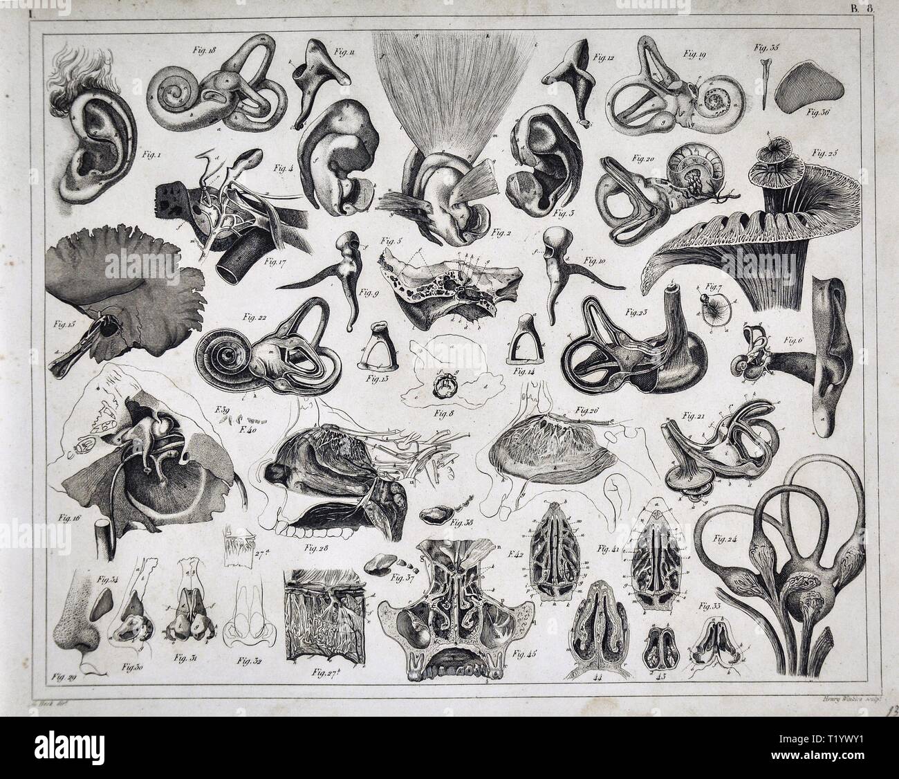 1849 Medical Illustration of Human Anatomy of the Ears, Nose and Throat ...